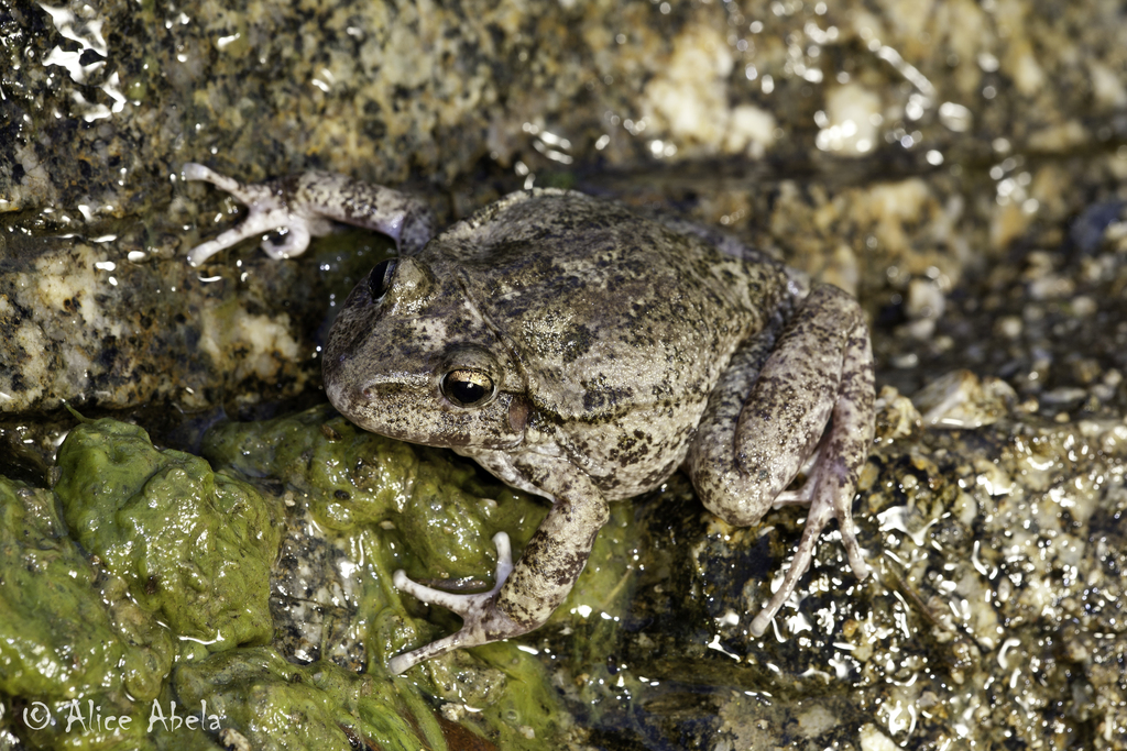 Barking Frog in July 2008 by Alice Abela. Barking frog from Pima County ...