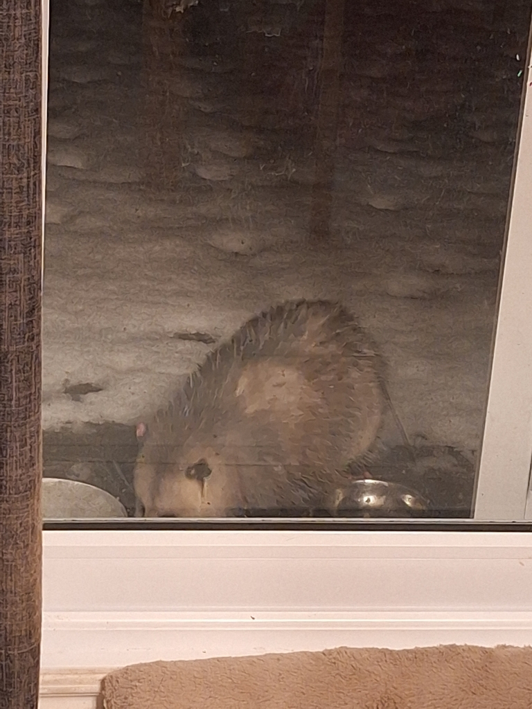 Virginia Opossum from De Bretagne / Champagne, Saint-Basile-le-Grand ...