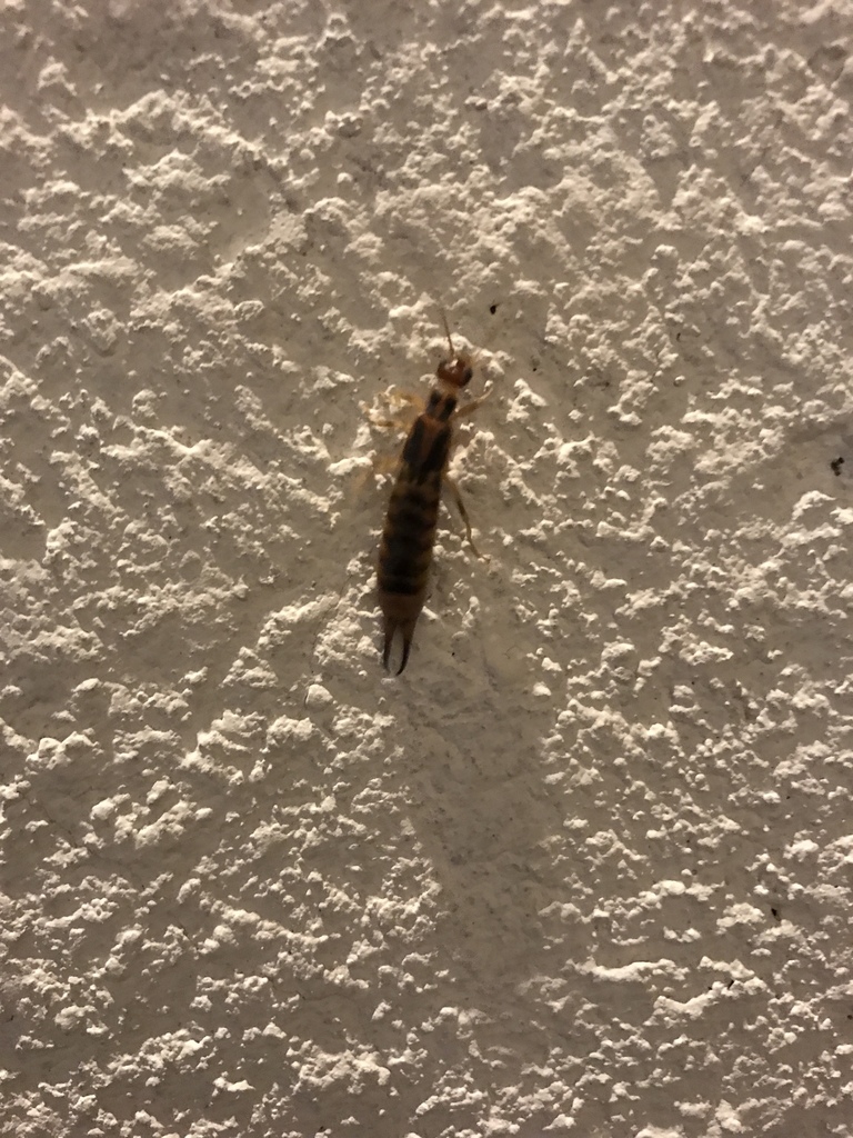Shore Earwig from Tecozautla, MX-HI, MX on December 15, 2019 at 08:25 ...
