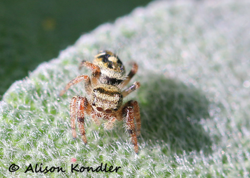 Bold Jumping Spider from denver botanic garden on September 17, 2014 by ...
