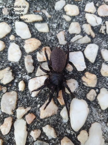Volcanic Ground Spider (Ixamatus caldera) · iNaturalist United Kingdom