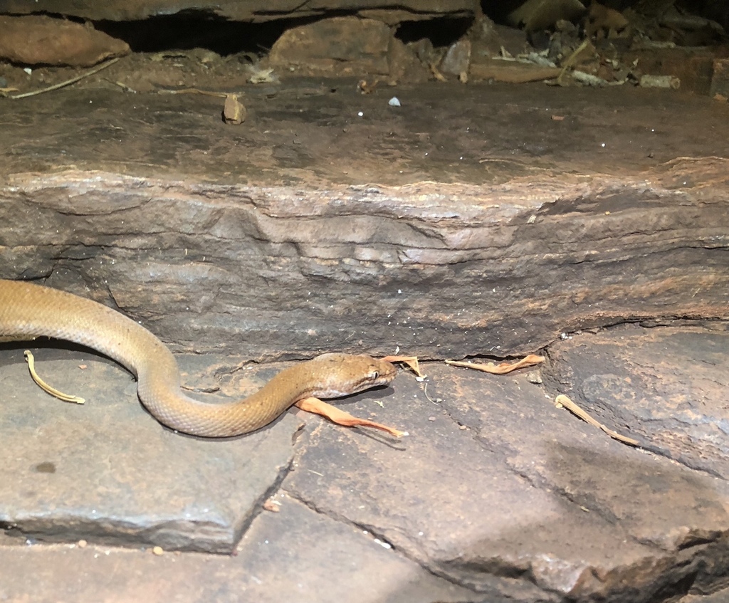 Pygmy Python from Karijini National Park, Karijini, WA, AU on January ...
