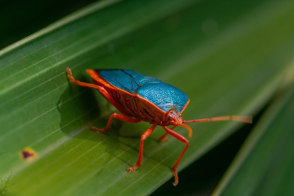Red-bordered Stink Bug from Km. 278, Carr. Tulum - Cancún, Solidaridad ...