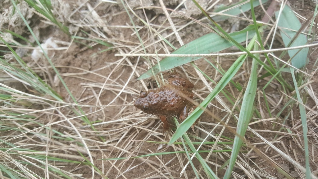 Natal Puddle Frog from Mgangeni, Maphephetha, South Africa on March 5 ...