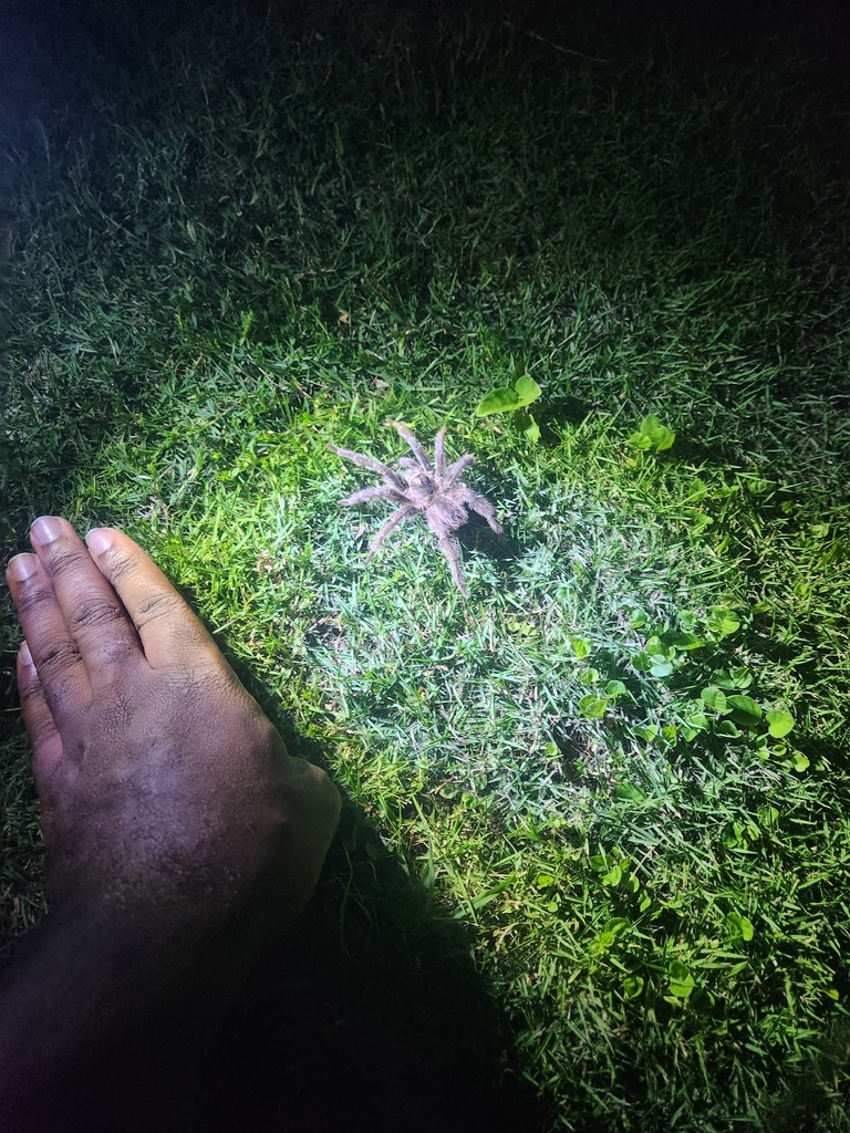 Cyrtopholis from 9658+4RC, Phillip's Village, St Kitts & Nevis on ...