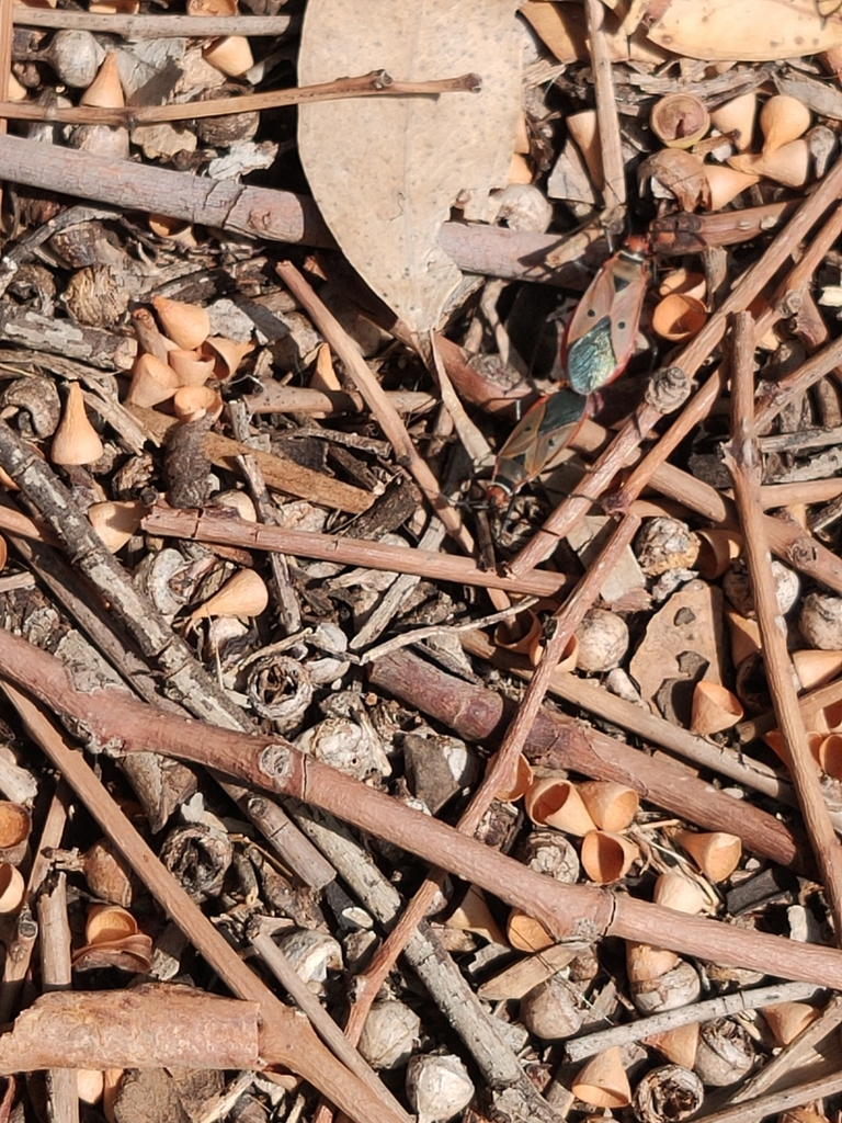 Pale Cotton Stainer from Booleroo Centre SA 5482, Australia on January ...