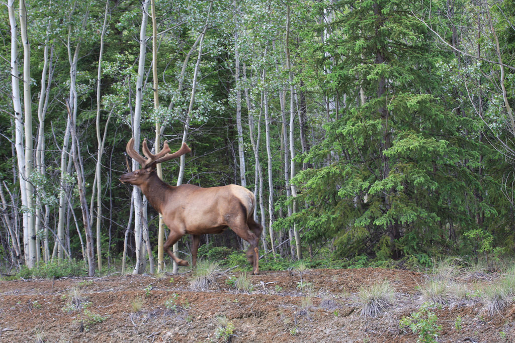 Wapiti from Whitehorse, YT, Canada on June 20, 2008 at 10:26 AM by Rand ...