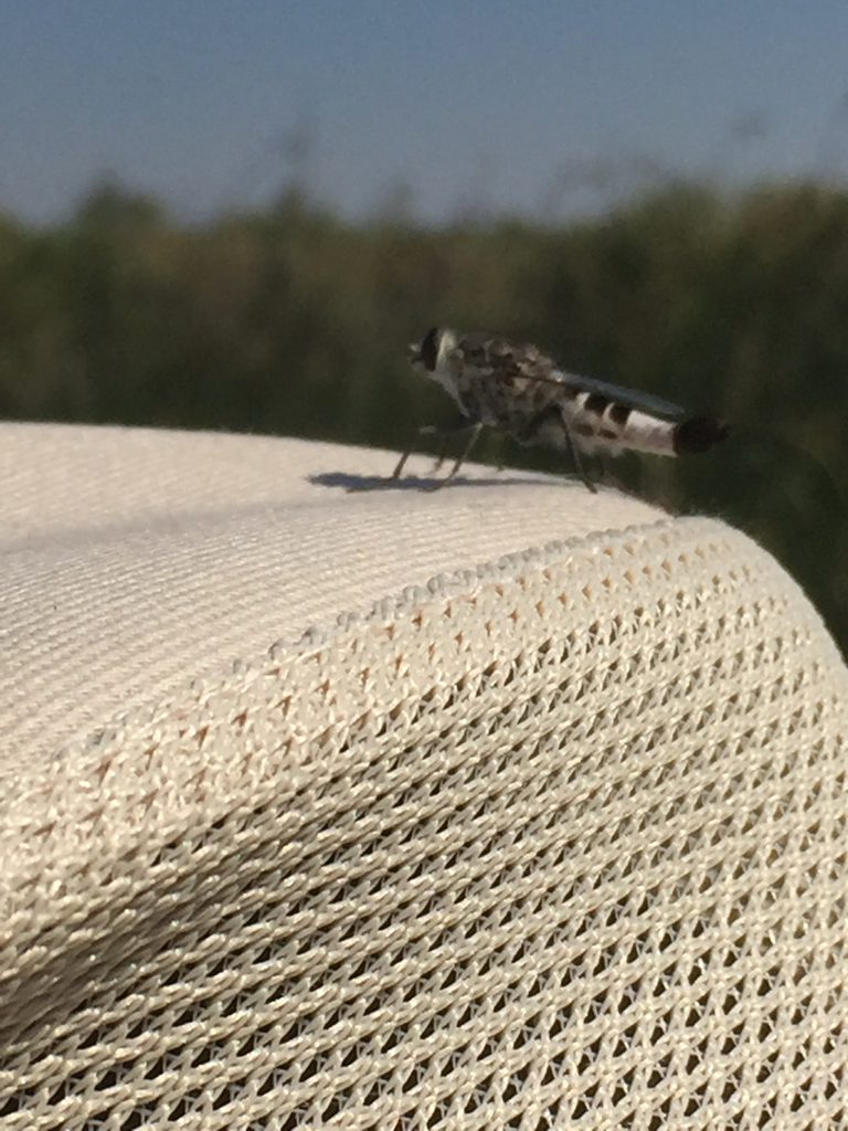 Flower-loving Flies from Parker, AZ, US on June 29, 2017 at 10:50 PM by ...