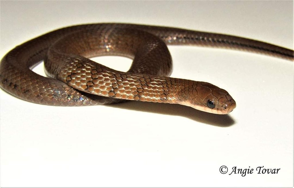 Fire-bellied Snake from Pitalito on December 3, 2019 at 01:41 AM by ...