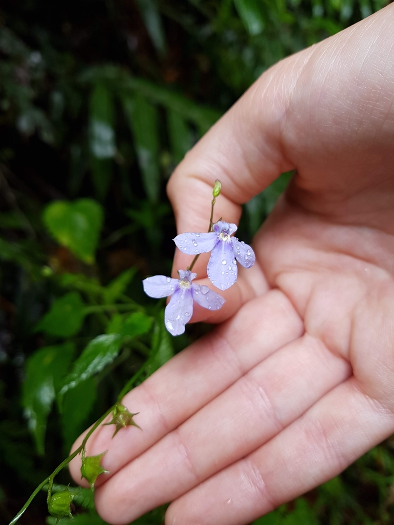 forest lobelia from Dorrigo Mountain NSW 2453, Australia on March 3 ...