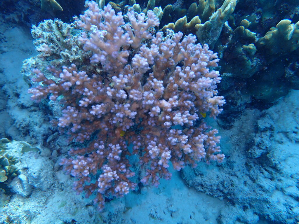 Lace Coral from Miriam Vale, AU-QL, AU on June 12, 2025 at 11:09 AM by ...