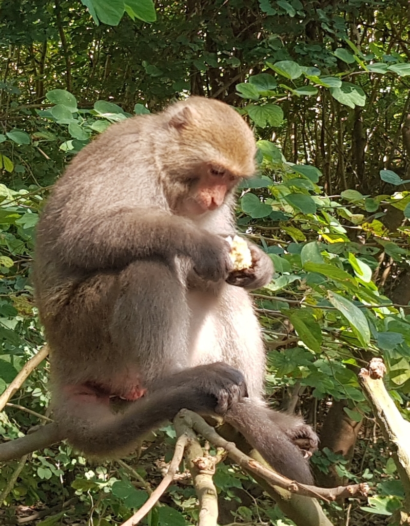 Formosan Rock Macaque
