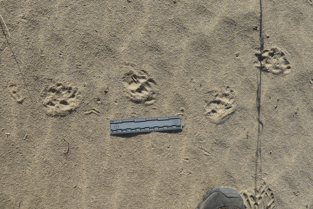 American Badger from Anza-Borrego Desert State Park, Borrego Springs ...