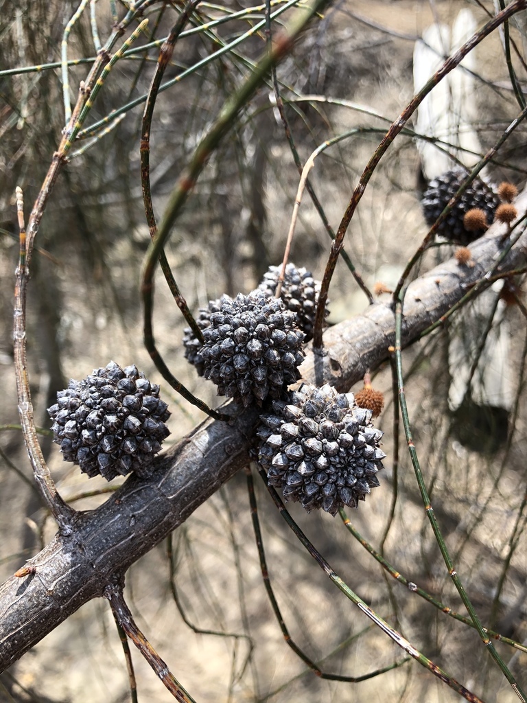 Drooping She-oak from Tasmania, Triabunna, TAS, AU on November 20, 2019 ...