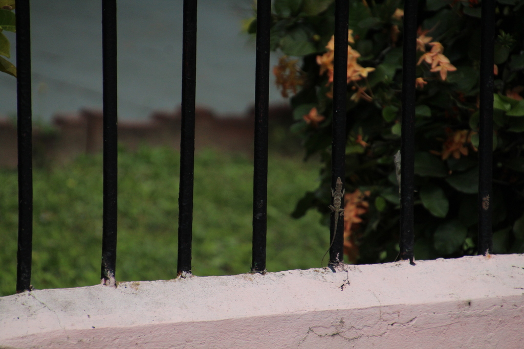 Bronze Anole from Port of Spain, Trinidad and Tobago on January 05 ...