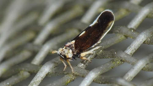 Sardia rostrata · iNaturalist United Kingdom