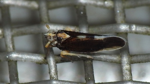 Genus Sardia · iNaturalist