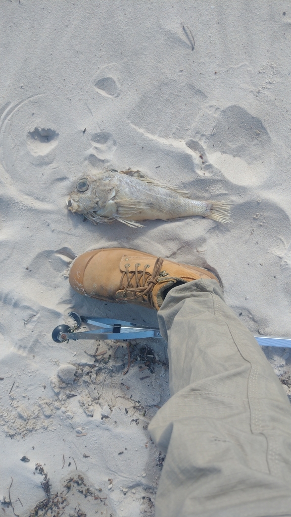 Common Gurnard Perch from Stop 25 Seaview Rd - West side, Henley Beach ...