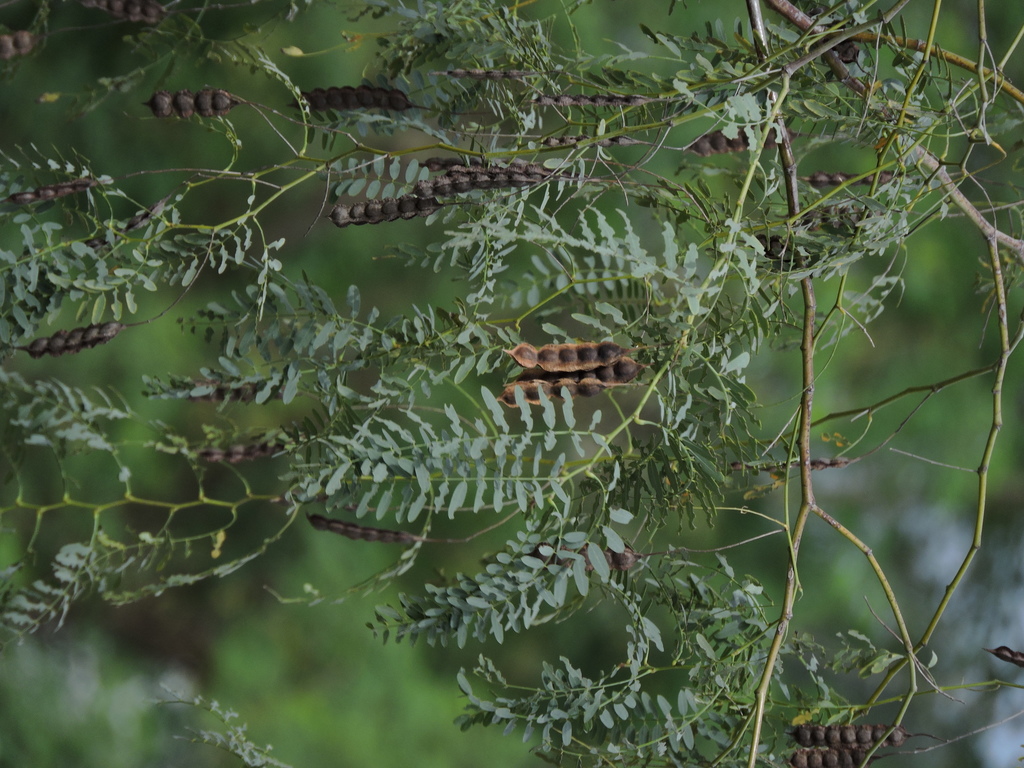 Rattlebush from Sin Nombre de Col 17, 88789 Reynosa, Tamps., México on ...