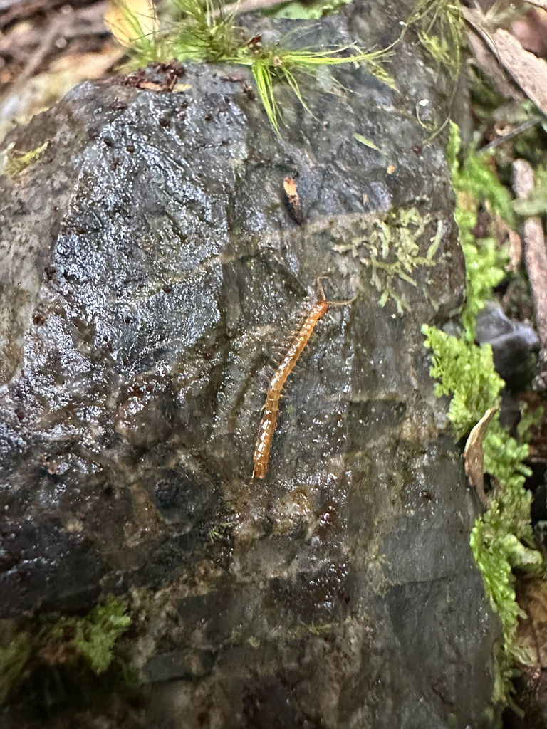 Cave Centipedes from Rapid River Rd, West Coast, TAS, AU on December 6 ...