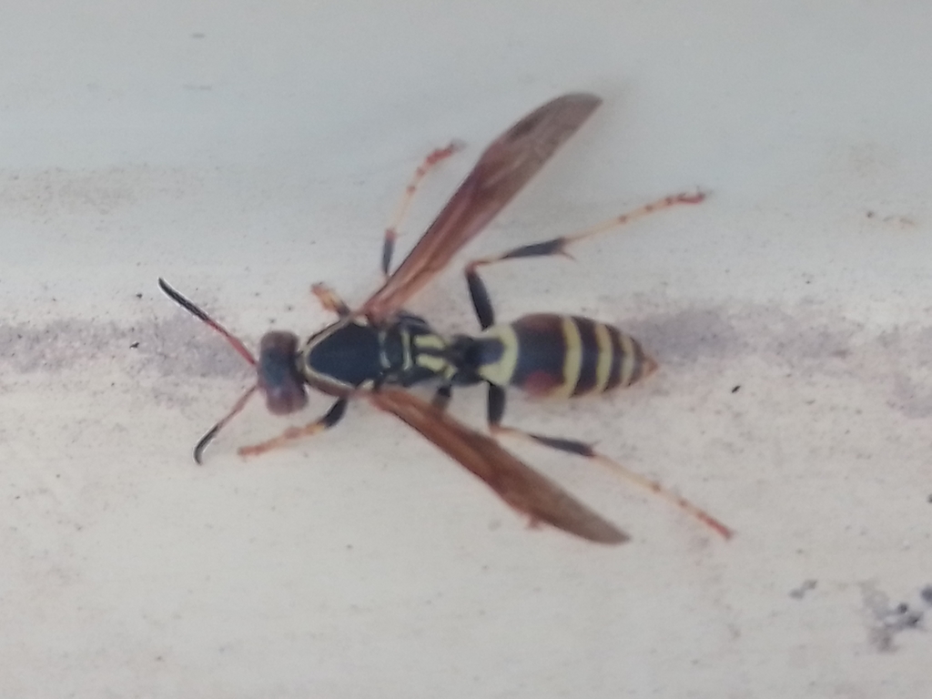 Hunter's Little Paper Wasp from Xichú, Gto., México on January 17, 2020 ...