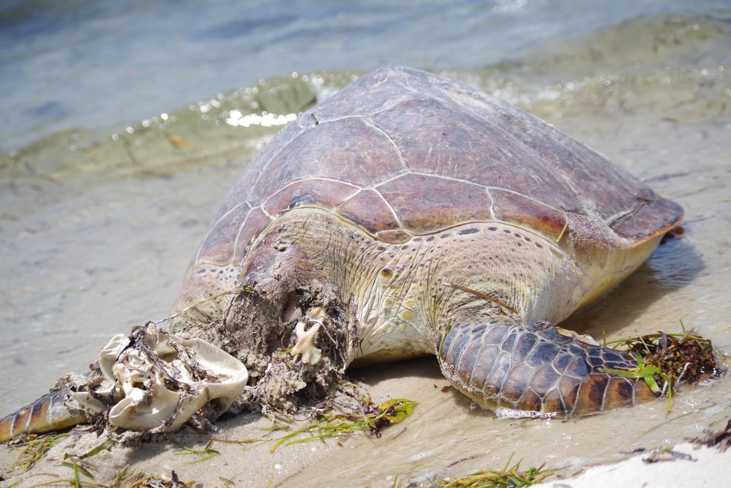 Green Sea Turtle in January 2018 by Calum Burgess Wylie · iNaturalist