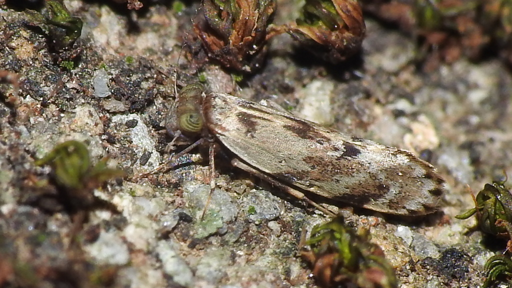 Tropical Barklice from 碧湖公園 on January 18, 2020 at 01:36 PM by aero ...