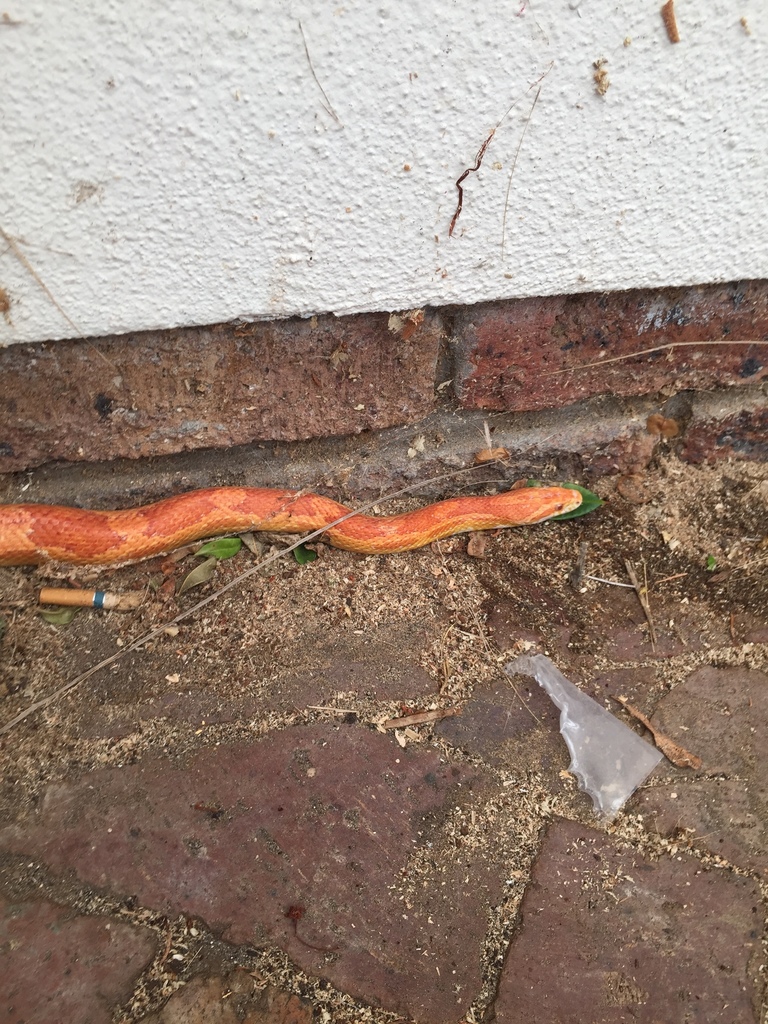 Corn Snake from Karper Street, Muizenberg, WC, ZA on January 18, 2020 ...