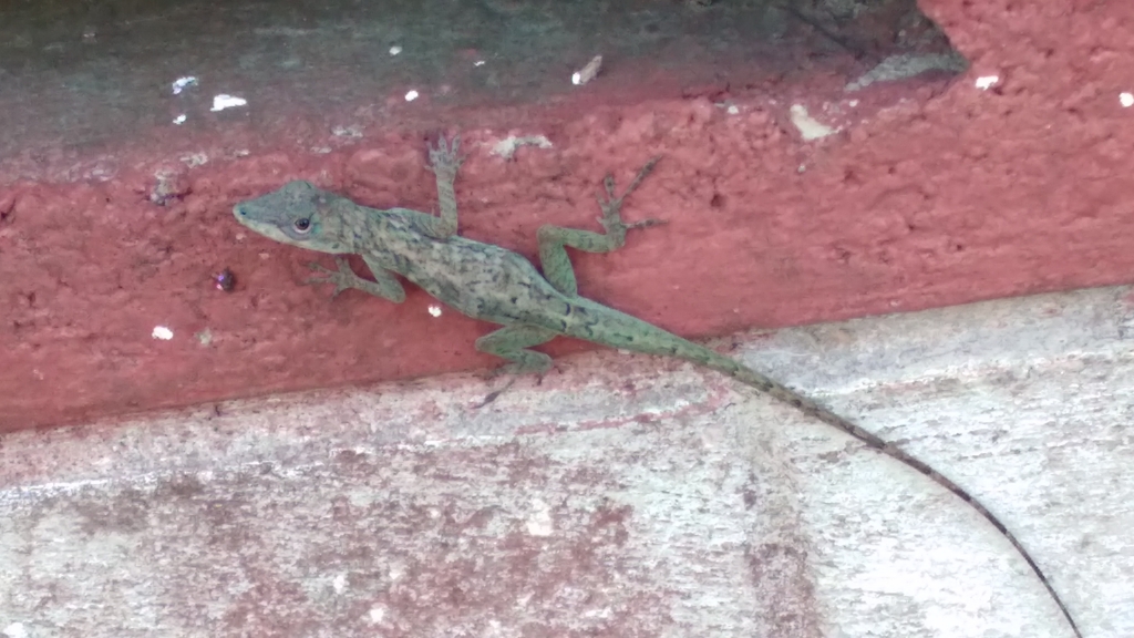 Bronze Anole from Champs Fleurs, Trinidad and Tobago on December 8 ...