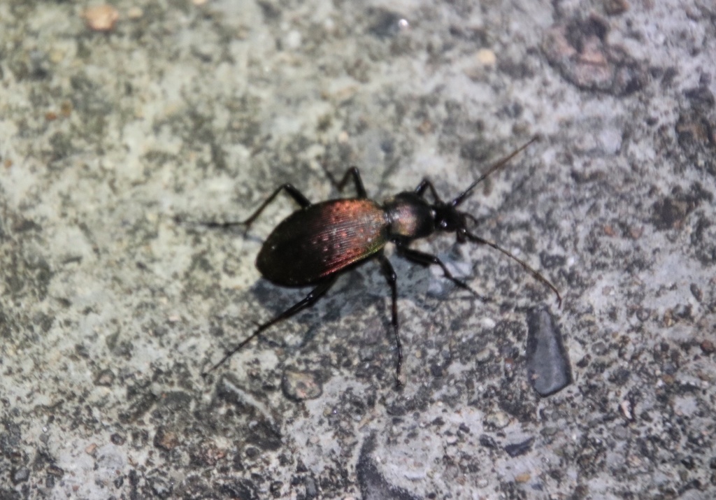 Carabus polemistes from 福建, CN on September 27, 2019 at 07:01 PM by ...