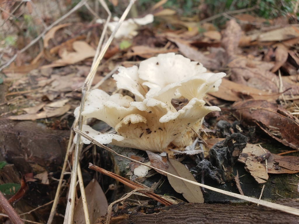 angel's wings in January 2020 by Janet atGmail · iNaturalist