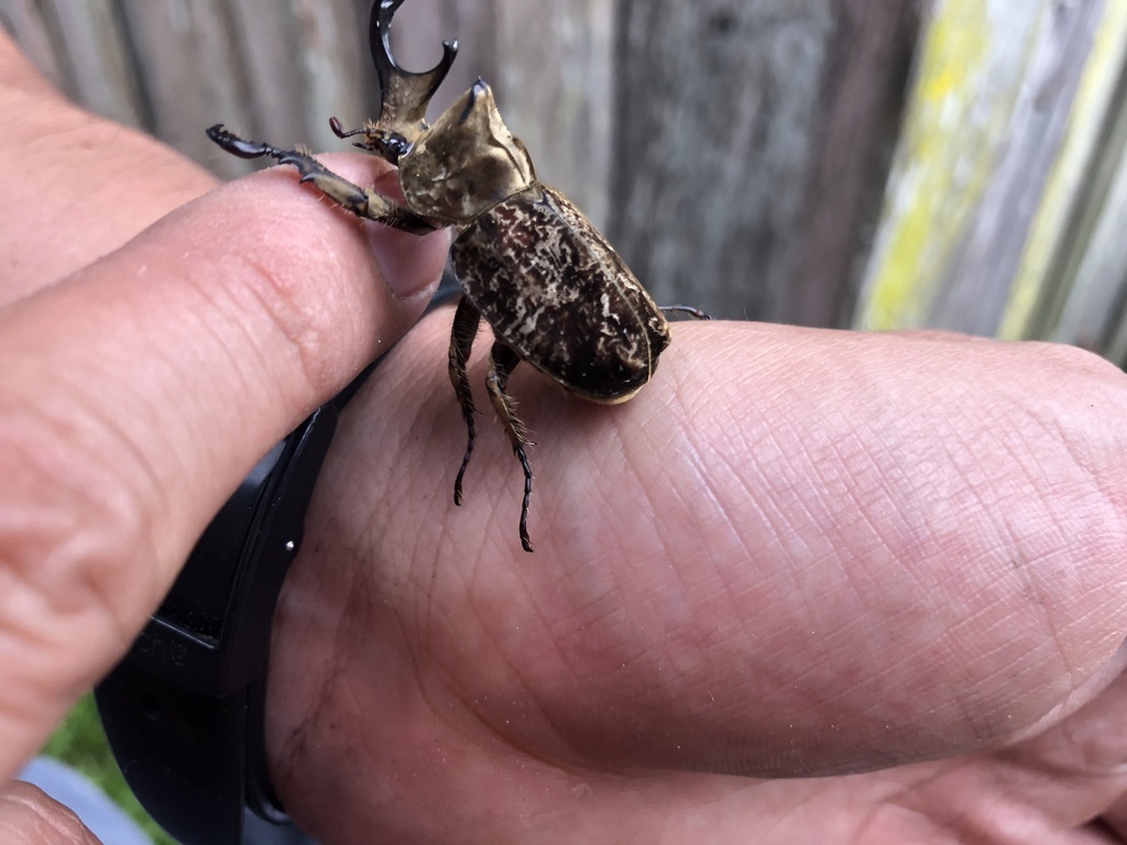 Lycomedes ramosus in July 2019 by sandragalean · iNaturalist