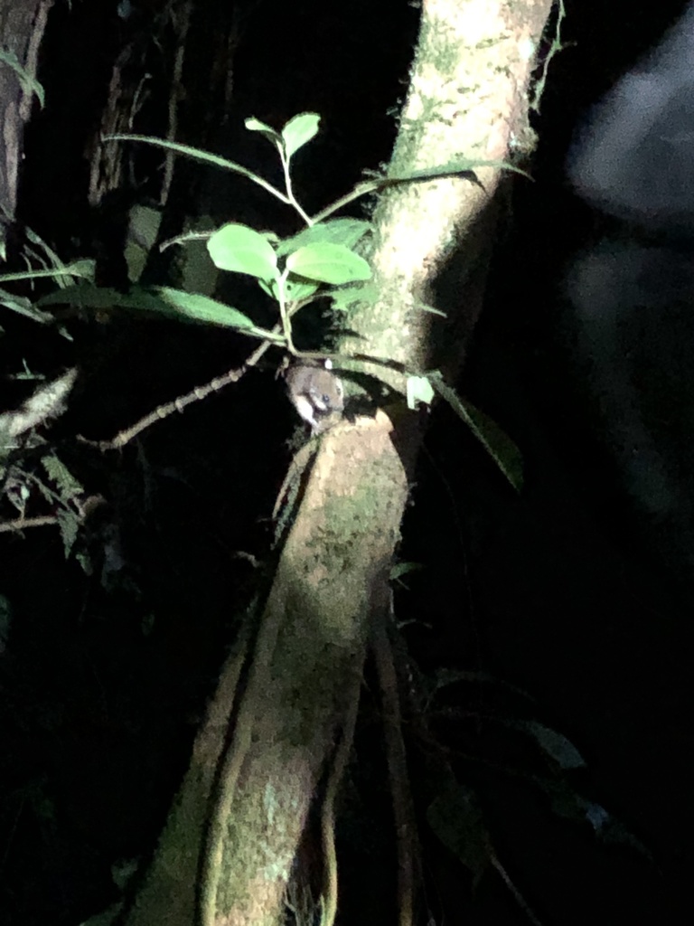 Slender Opossums from Otanche, Boyaca, CO on July 31, 2019 at 10:31 PM ...
