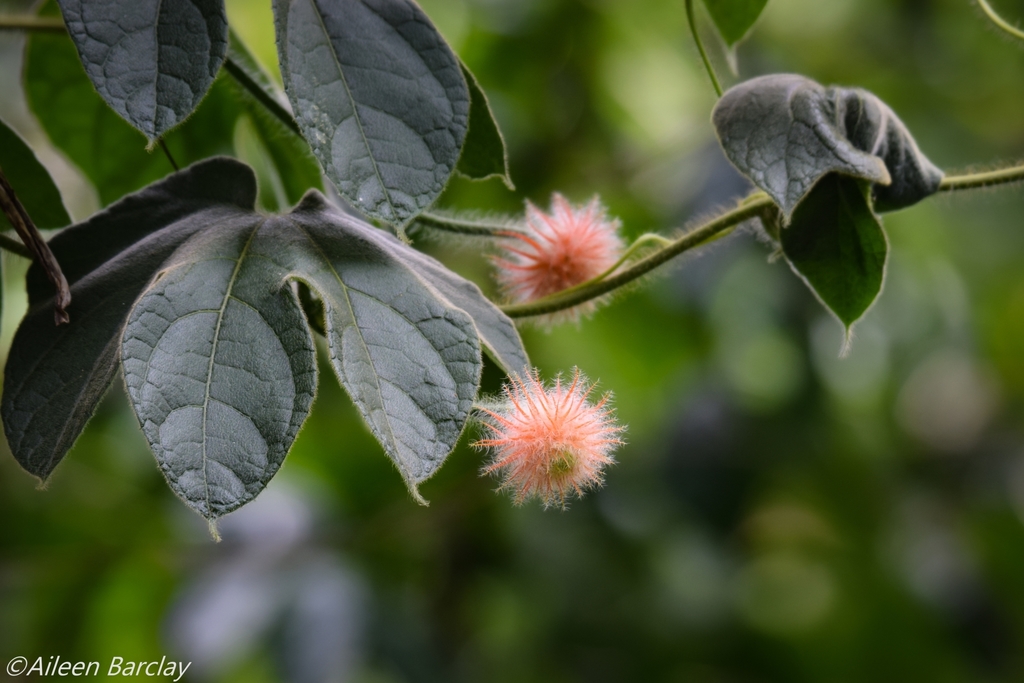 Gurania eriantha from Quellomayo on December 11, 2018 at 10:42 AM by ...