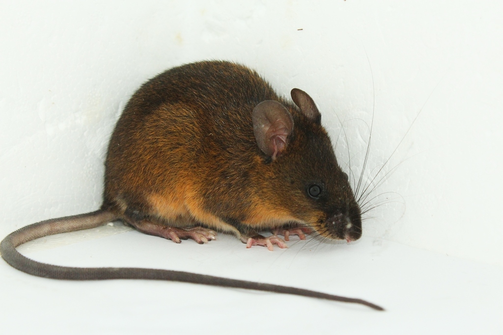 Ecuadorean rice rat from Provincia de Zamora Chinchipe, Tundayme ...