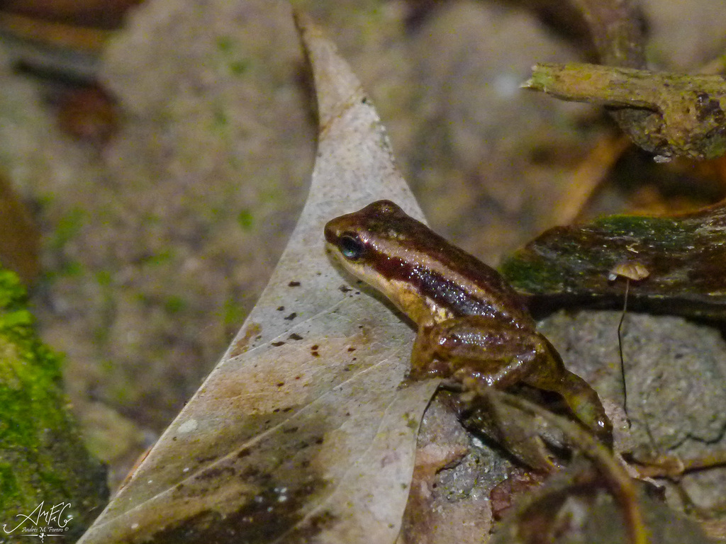 Colombian Niputidea Nurse Frog in January 2014 by Andrés Mauricio ...