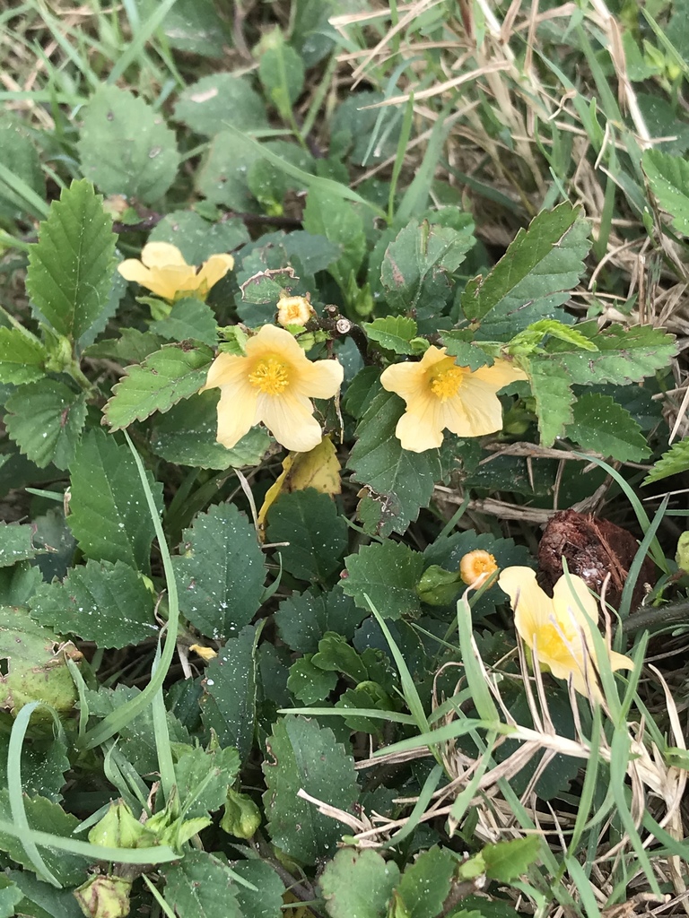Common Fanpetals from Hernando Ln, Cocoa Beach, FL, US on January 18 ...