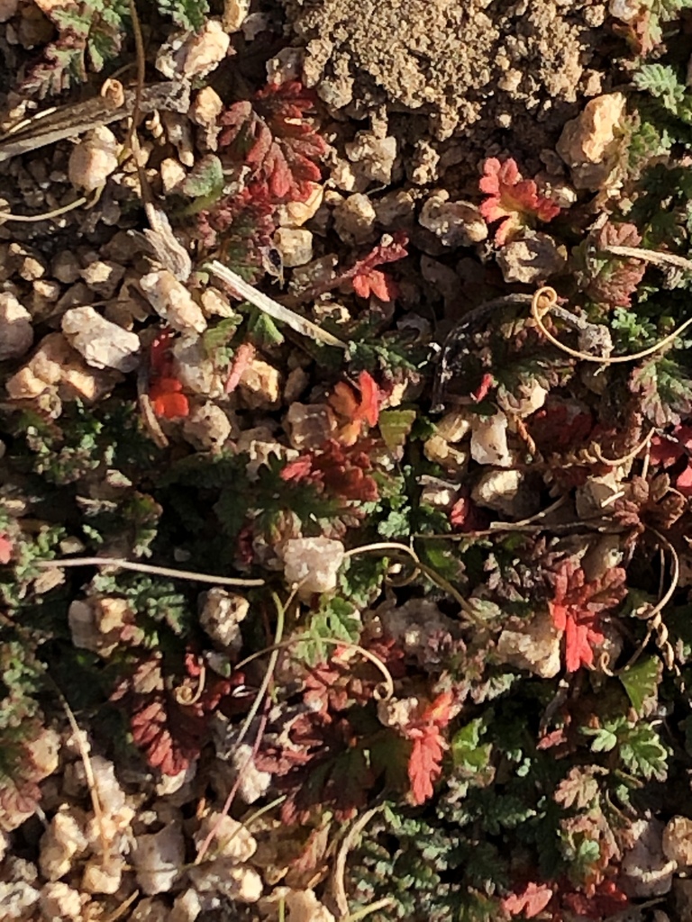Redstem Stork's-bill from Joshua Tree National Park, Joshua Tree, CA ...