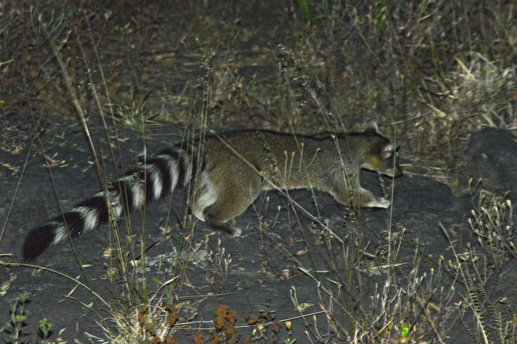 Ringtail from Miguel Hidalgo Villa Olímpica, Ciudad de México, CDMX ...