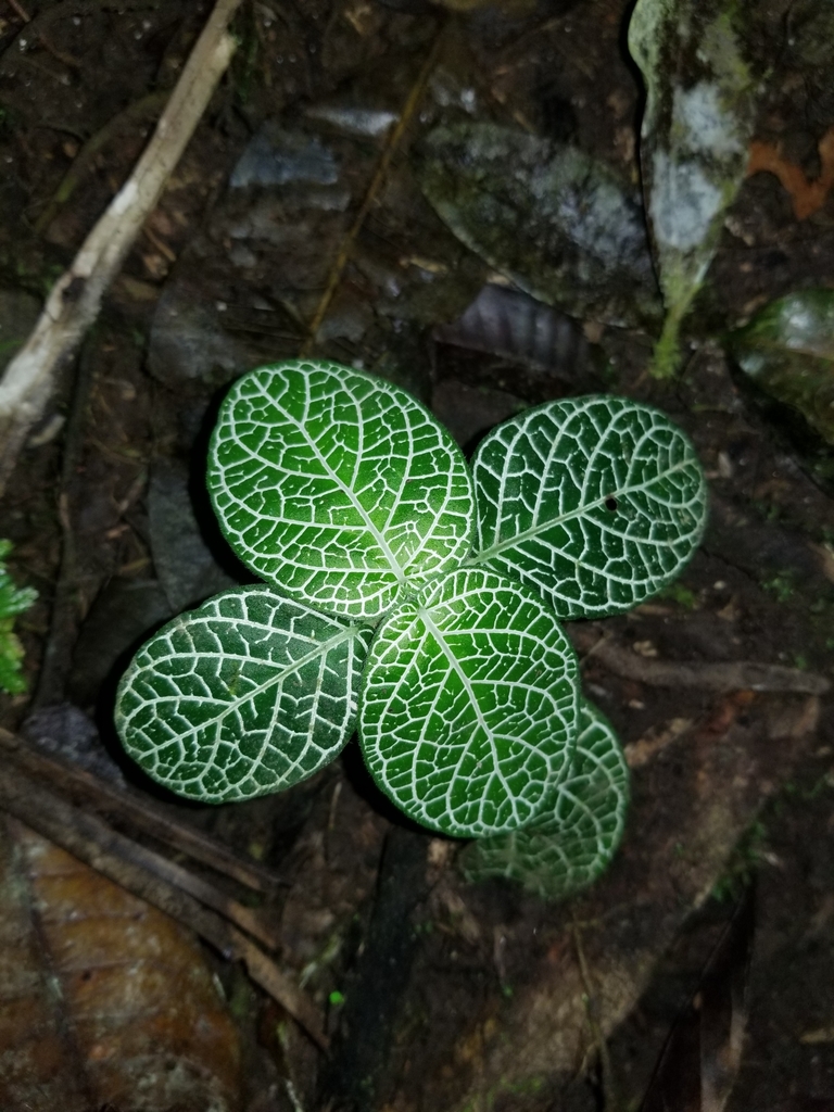 Nerve Plant from Jama, Ecuador on October 14, 2019 at 10:30 AM by Annie ...
