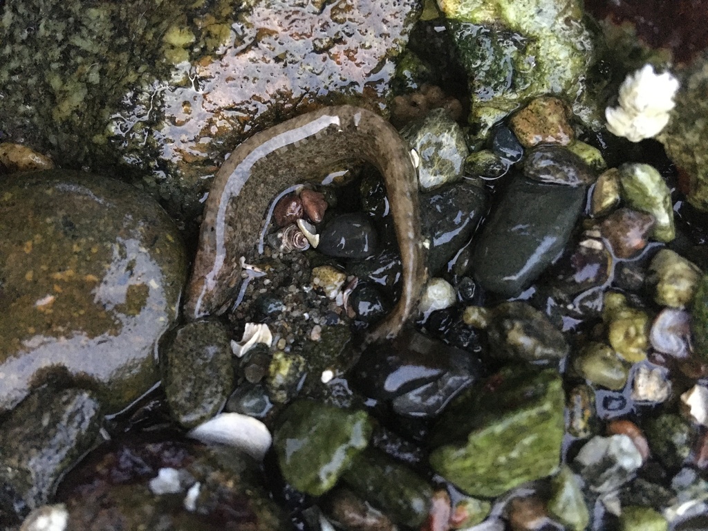 Anoplarchus from Vancouver Island, Victoria, BC, CA on January 18, 2020 ...