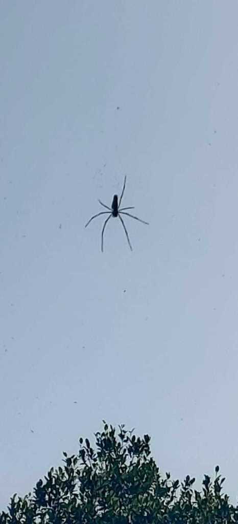 Giant Wood Spiders from Manipal on January 17, 2020 by Kastu Satyarthi ...