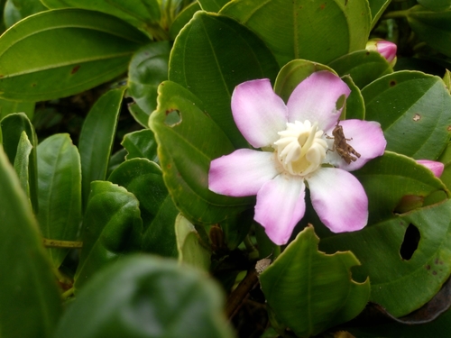 Blakea monticola · iNaturalist