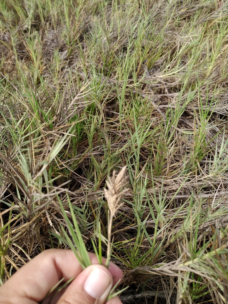 Saltgrass from 15160, Perú on January 19, 2020 at 09:06 AM by Héctor ...