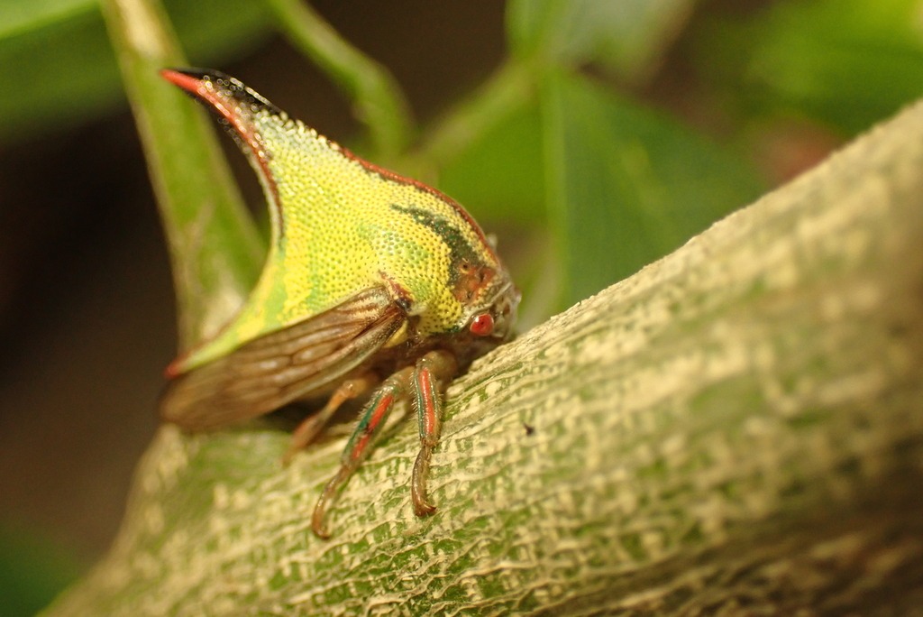 Thorn Treehopper from Centro, 48980 San Patricio, Jal., México on June ...