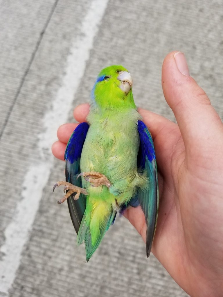 Pacific Parrotlet in November 2019 by Annie Meyer. Road kill ...