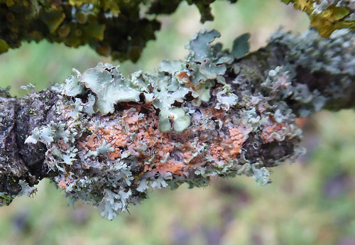 Marchandiomyces aurantiacus · iNaturalist