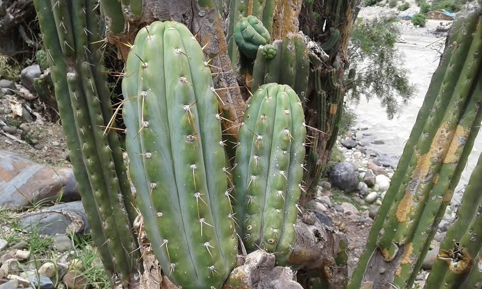 San Pedro Column Cactus from 02001, Huaraz 02001, Peru on January 11 ...