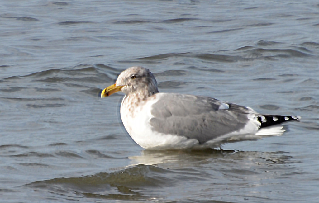 Large White-headed Gulls from Alameda, CA, USA on January 18, 2020 at ...