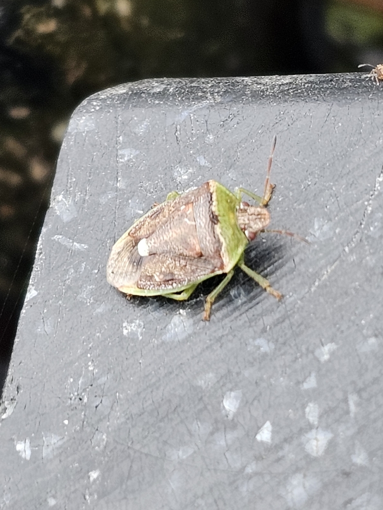 Green Burgundy Stink Bug from 68th Ave NE & Inglewood Rd NE, Kenmore ...